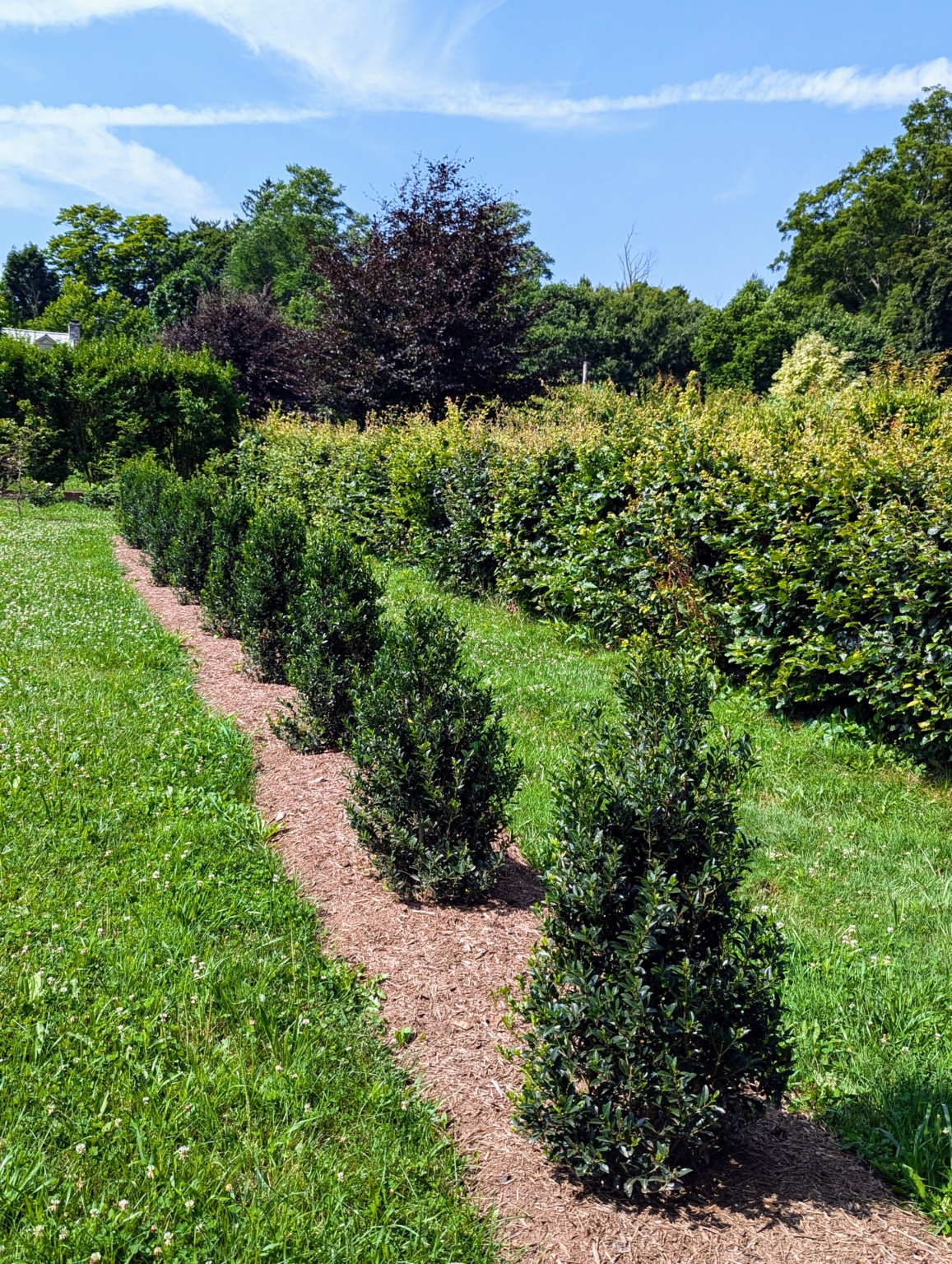 Maintaining My Garden Maze - The Martha Stewart Blog