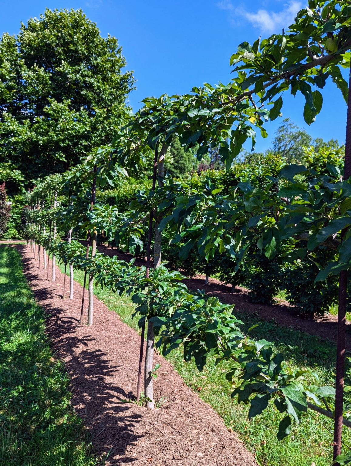 Maintaining My Garden Maze - The Martha Stewart Blog