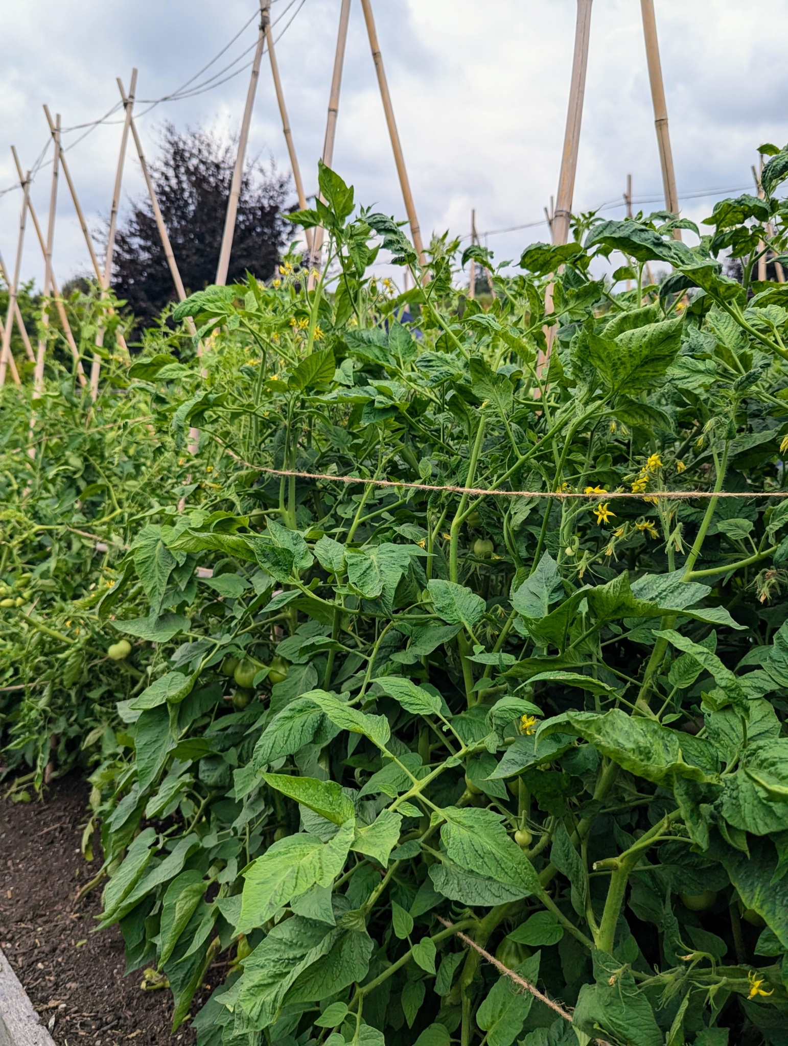 Maintaining My Tomato Plants - The Martha Stewart Blog