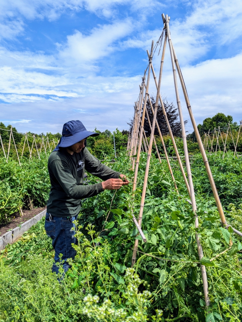 Maintaining My Tomato Plants - The Martha Stewart Blog