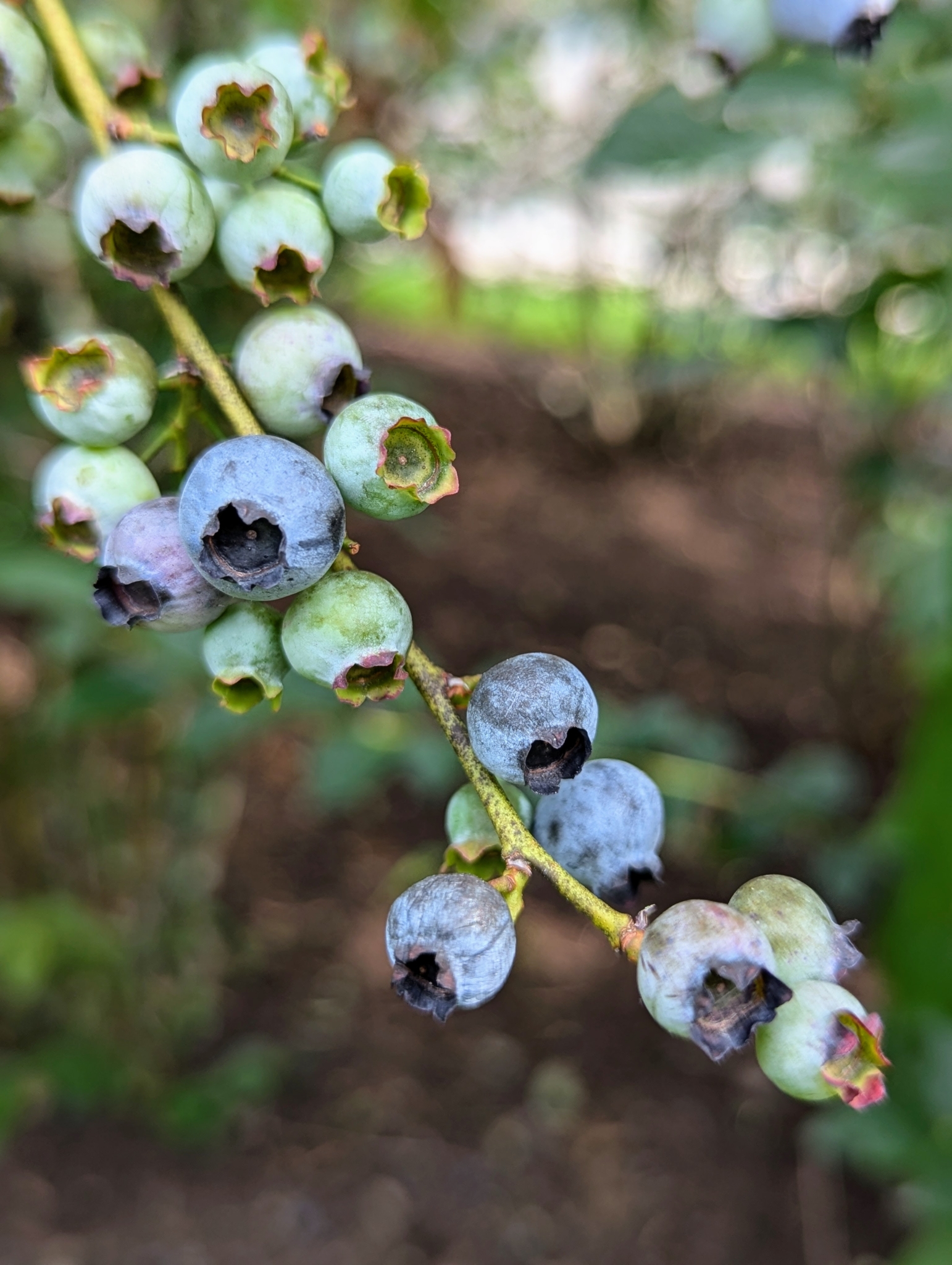 Blueberry Picking at My Farm - The Martha Stewart Blog