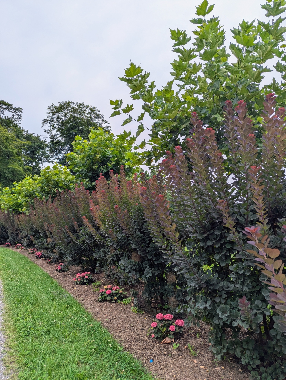 Pruning the Smoke Bushes in My Allée - The Martha Stewart Blog