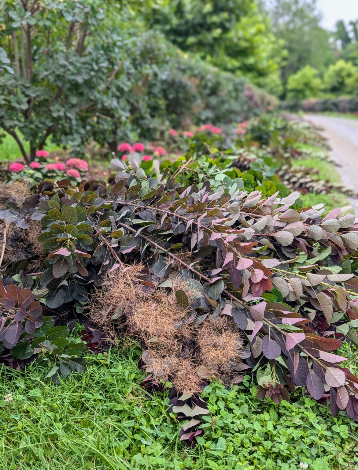 Pruning the Smoke Bushes in My Allée - The Martha Stewart Blog