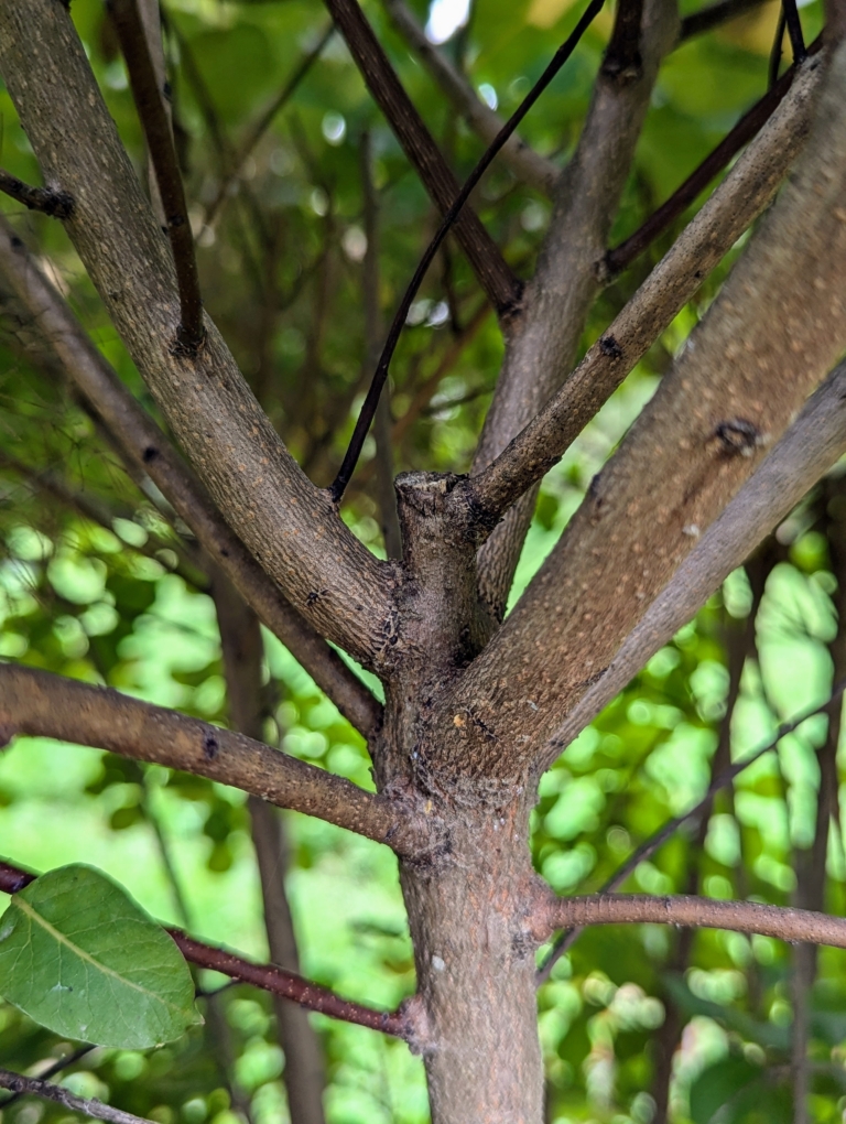 Pruning the Smoke Bushes in My Allée - The Martha Stewart Blog