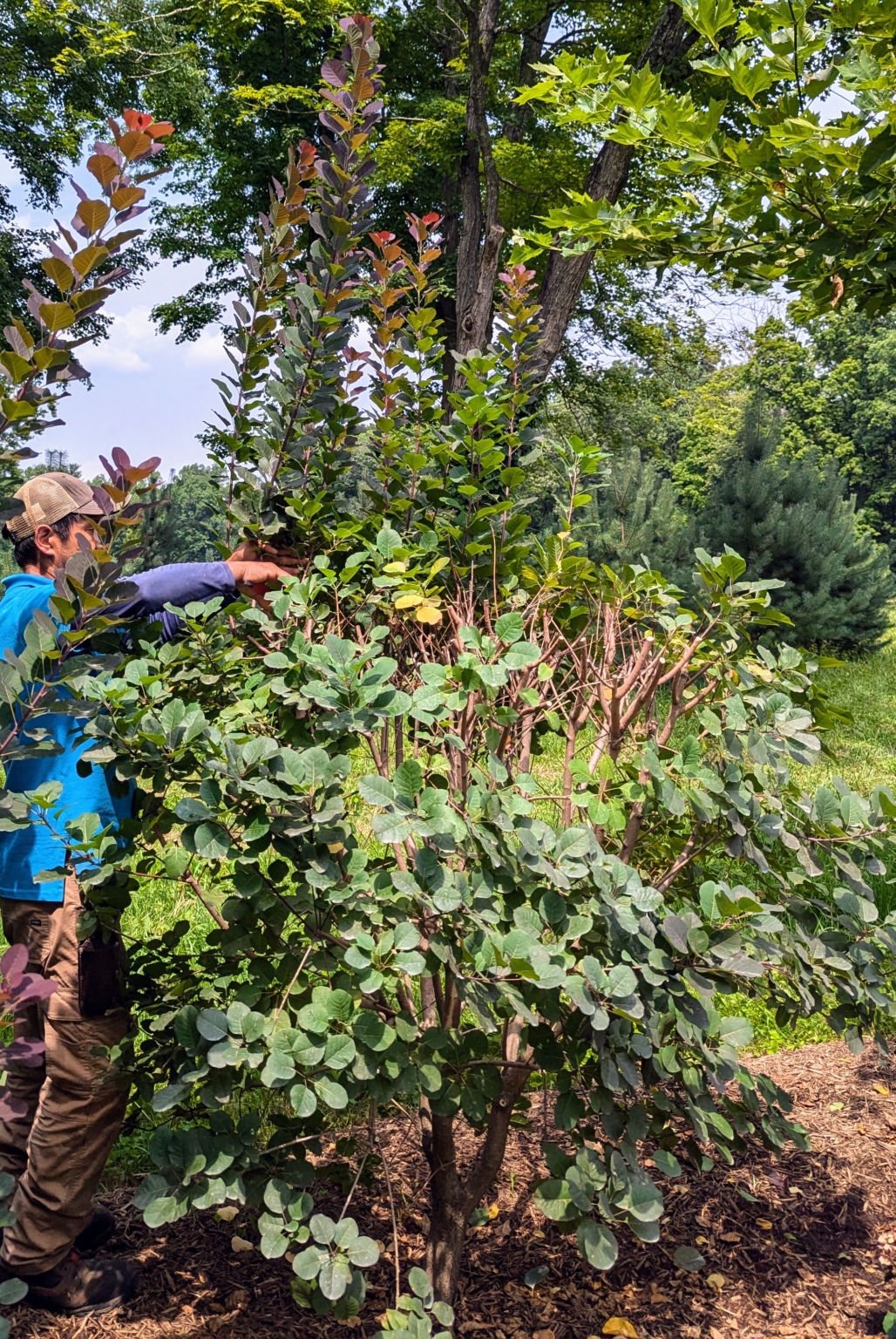 Pruning the Smoke Bushes in My Allée - The Martha Stewart Blog