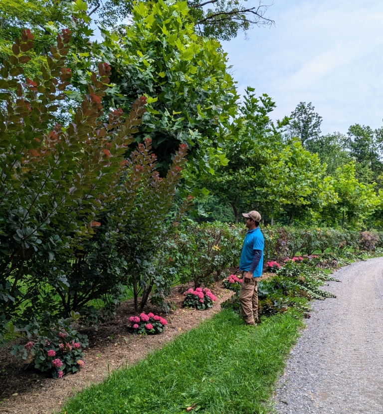 Pruning the Smoke Bushes in My Allée - The Martha Stewart Blog