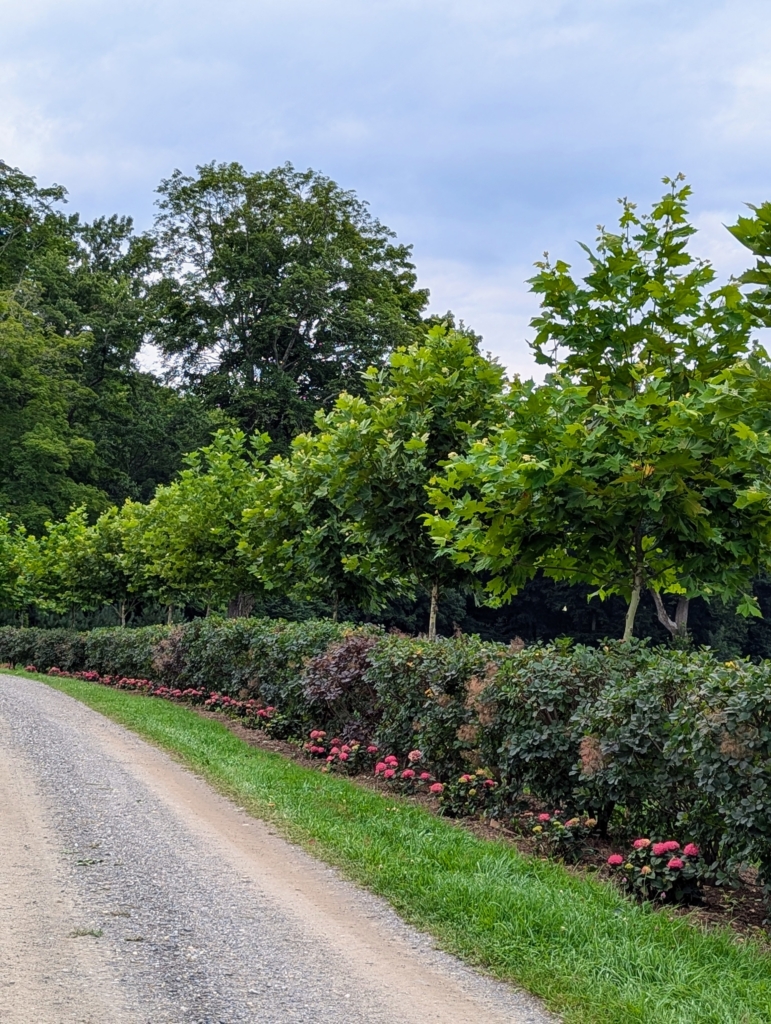 Pruning the Smoke Bushes in My Allée - The Martha Stewart Blog