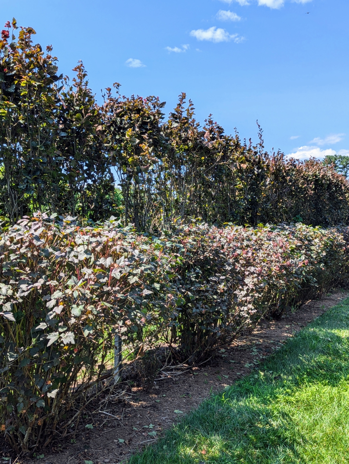 Pruning Hedges Around My Pool - The Martha Stewart Blog