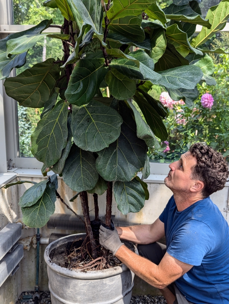 The Martha Stewart Blog : Blog Archive Repotting a Fiddle Leaf Fig ...