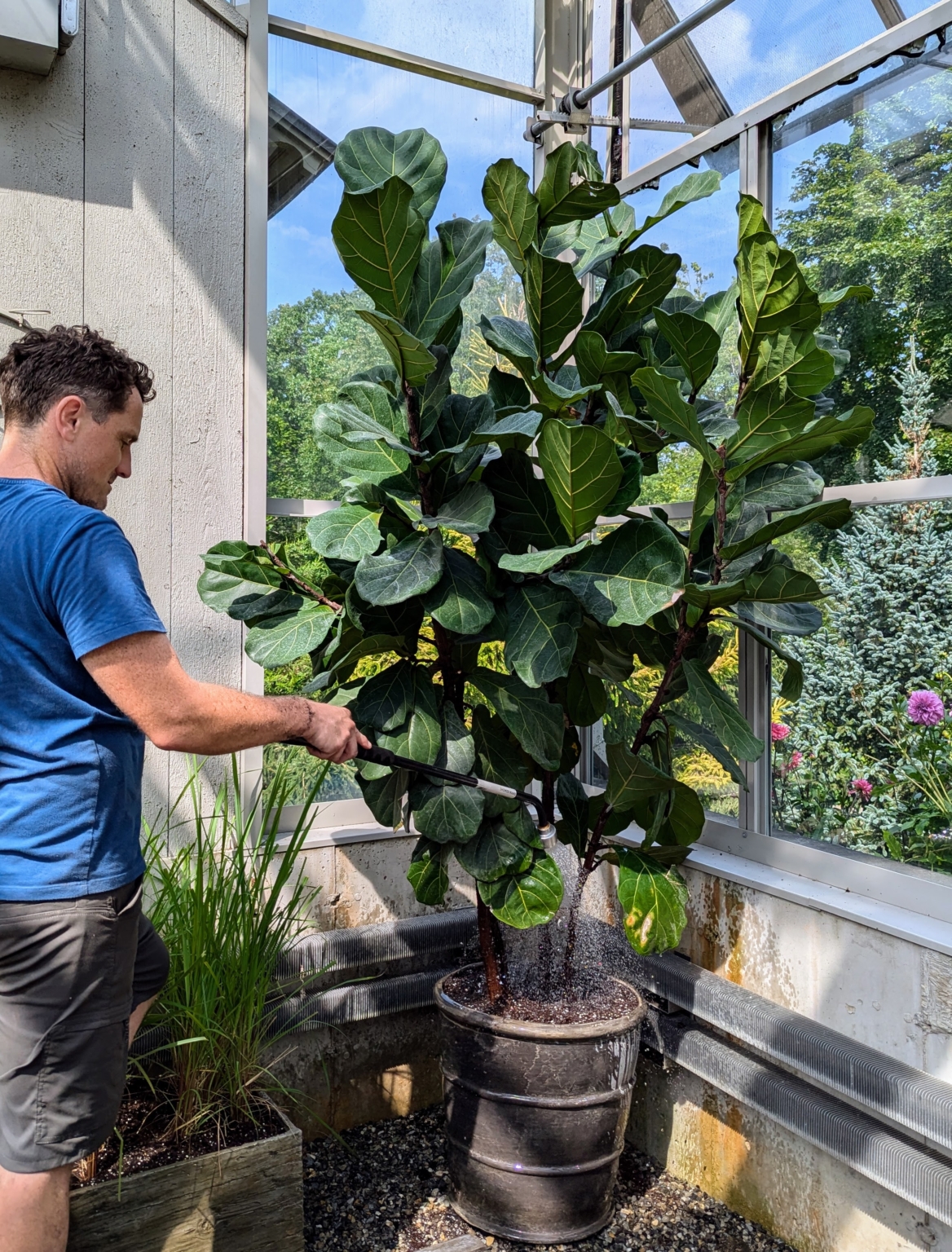 Repotting a Fiddle Leaf Fig - The Martha Stewart Blog