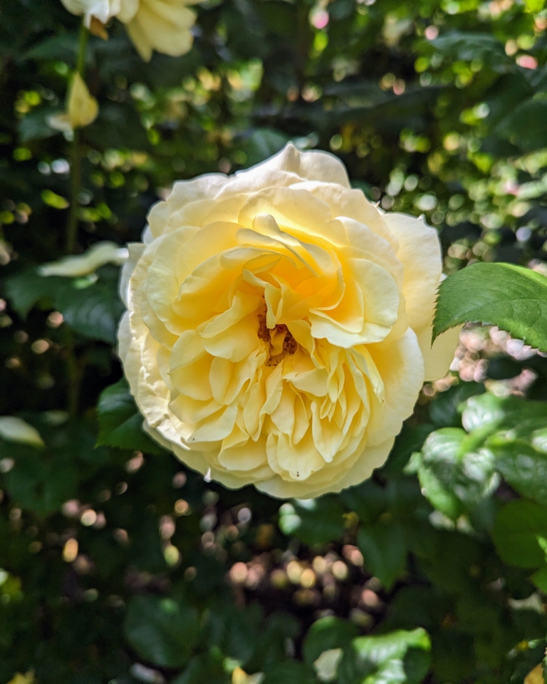 Time to "Prune After Bloom" the Roses - The Martha Stewart Blog