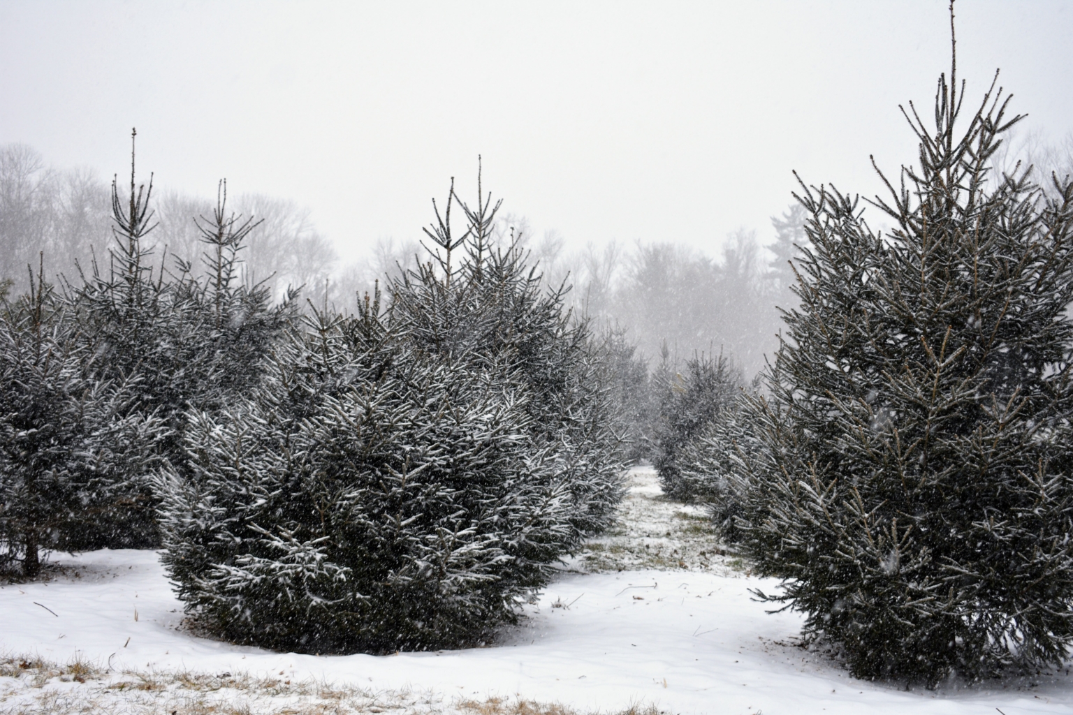 Pruning a Field of Christmas Trees - The Martha Stewart Blog