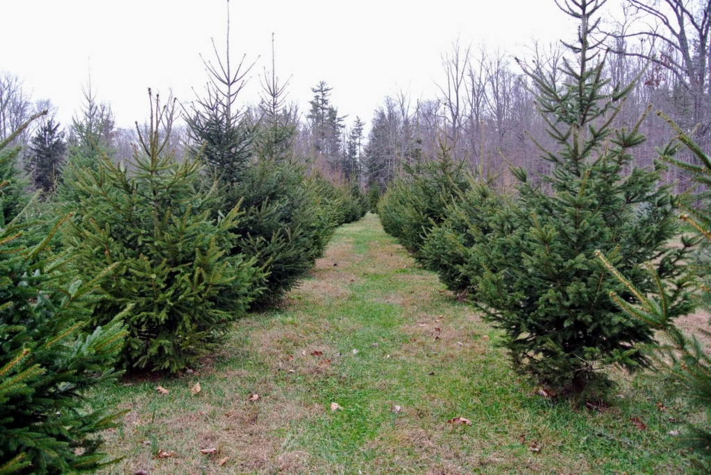 Pruning a Field of Christmas Trees - The Martha Stewart Blog