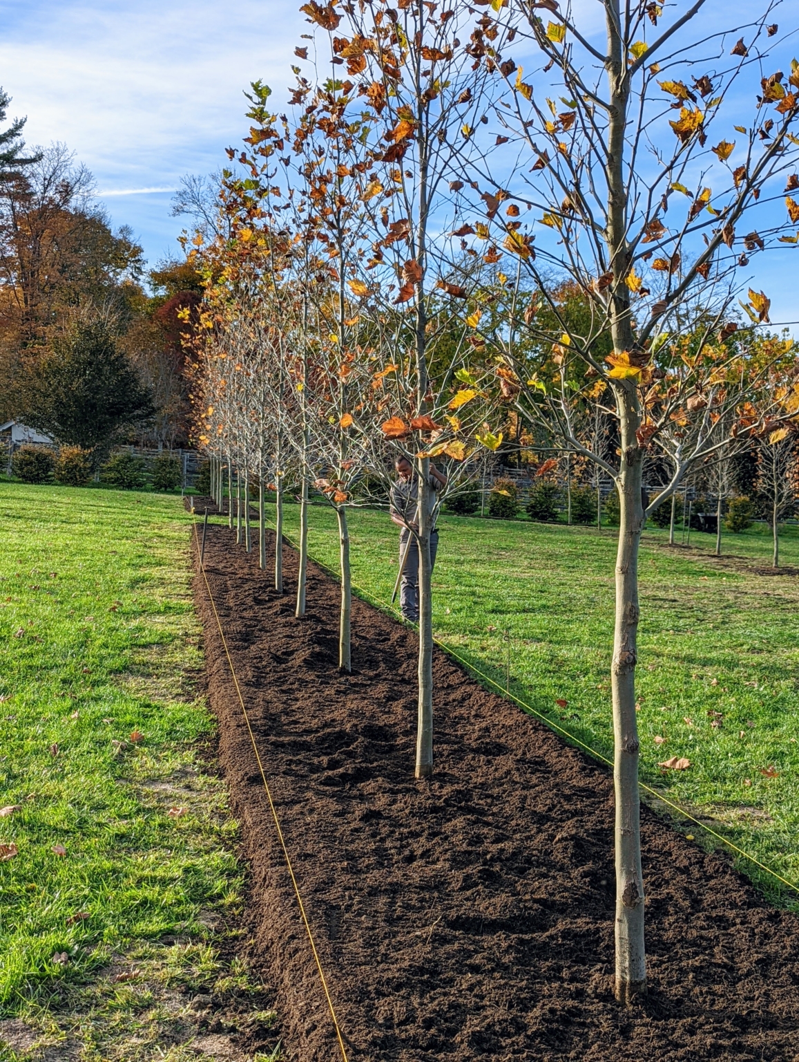 My Growing Garden Maze in August - The Martha Stewart Blog