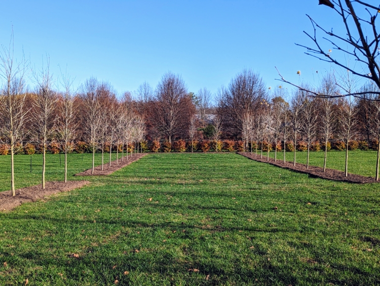 My Growing Garden Maze in August - The Martha Stewart Blog