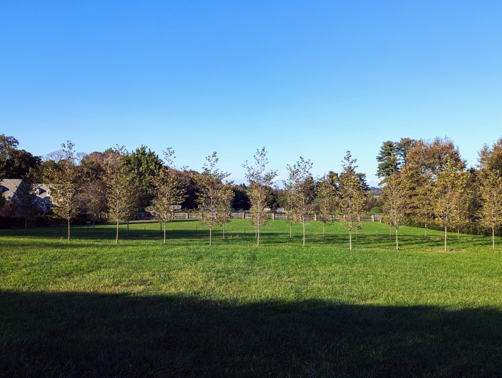 My Growing Garden Maze in August - The Martha Stewart Blog
