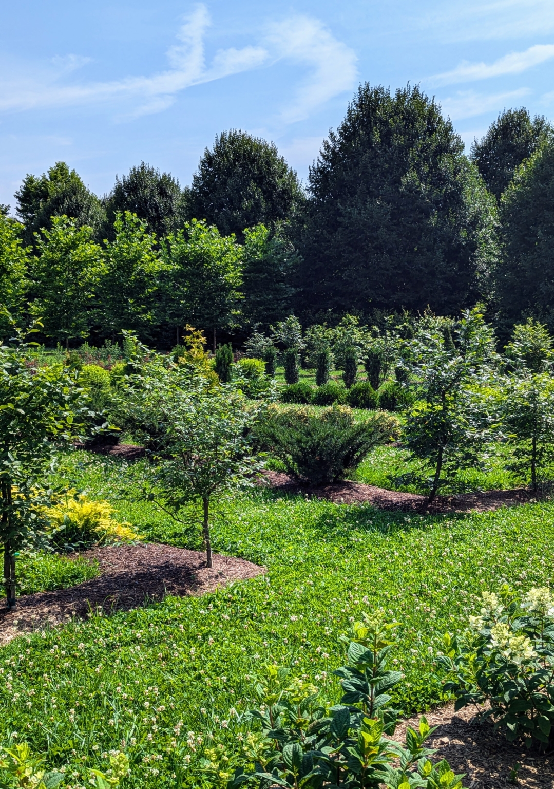 My Growing Garden Maze in August - The Martha Stewart Blog