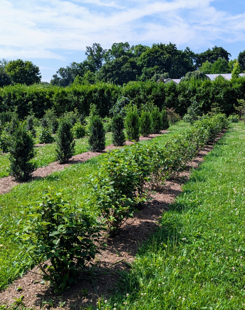 My Growing Garden Maze in August - The Martha Stewart Blog