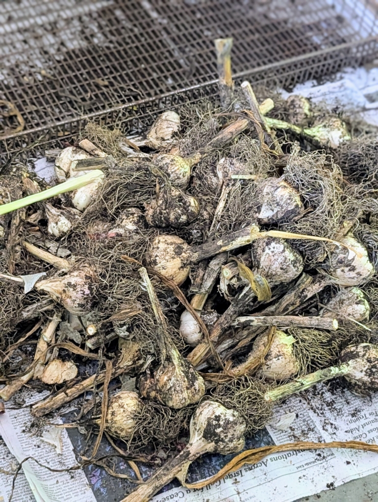Cleaning and Trimming Garlic - The Martha Stewart Blog