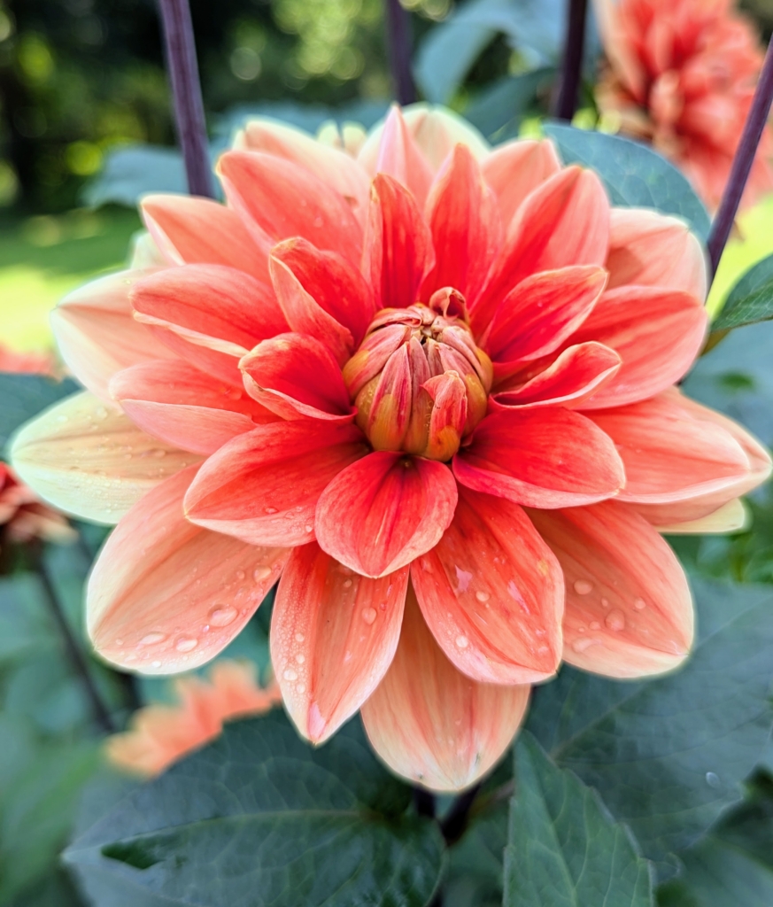 Garden Dahlias - The Martha Stewart Blog