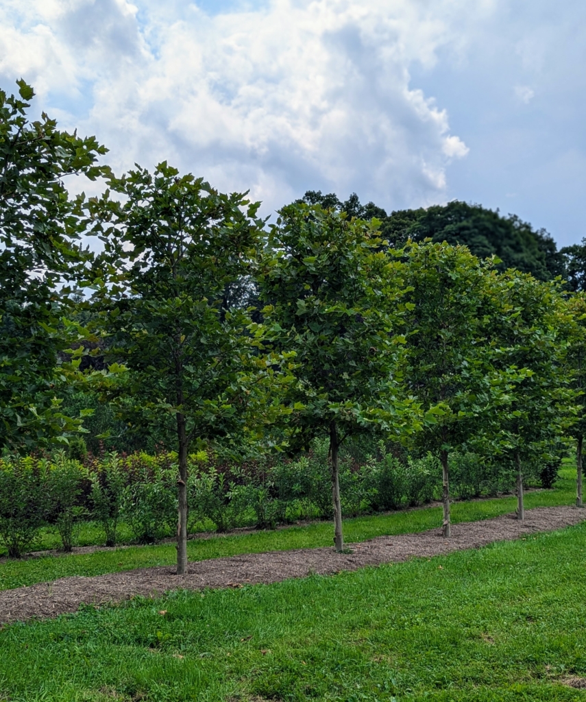 My Growing Garden Maze in August - The Martha Stewart Blog