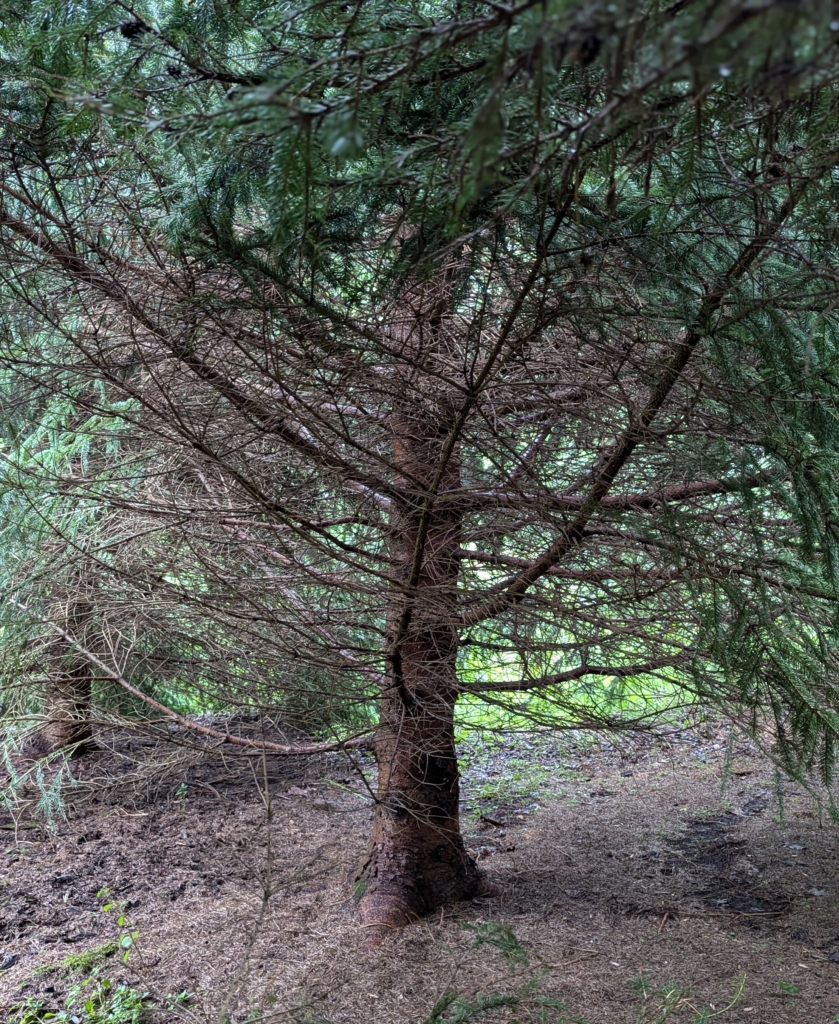 Pruning a Field of Christmas Trees - The Martha Stewart Blog