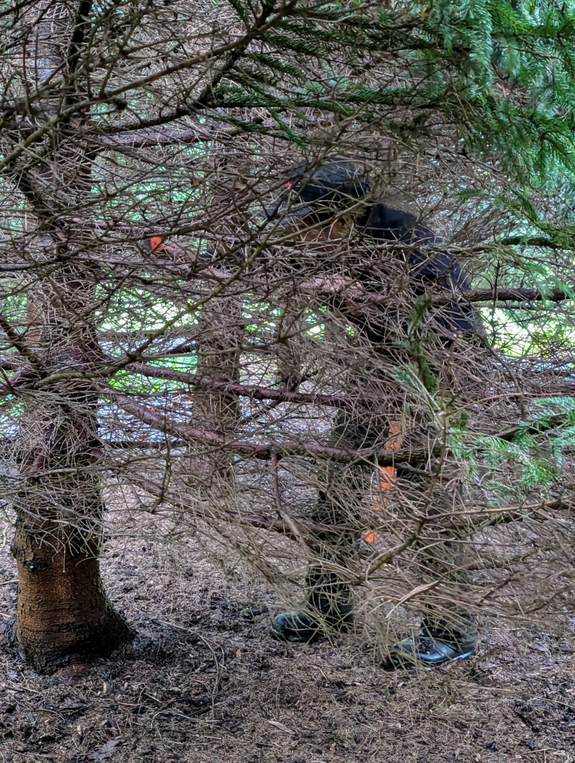 Pruning a Field of Christmas Trees - The Martha Stewart Blog