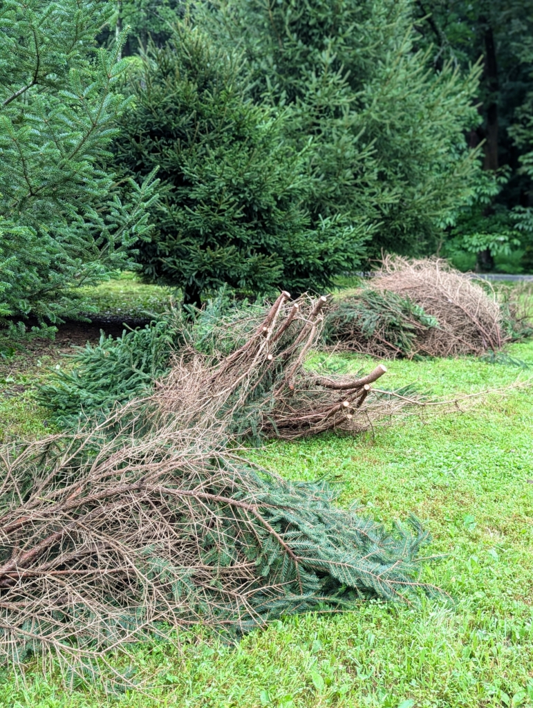 Pruning a Field of Christmas Trees - The Martha Stewart Blog