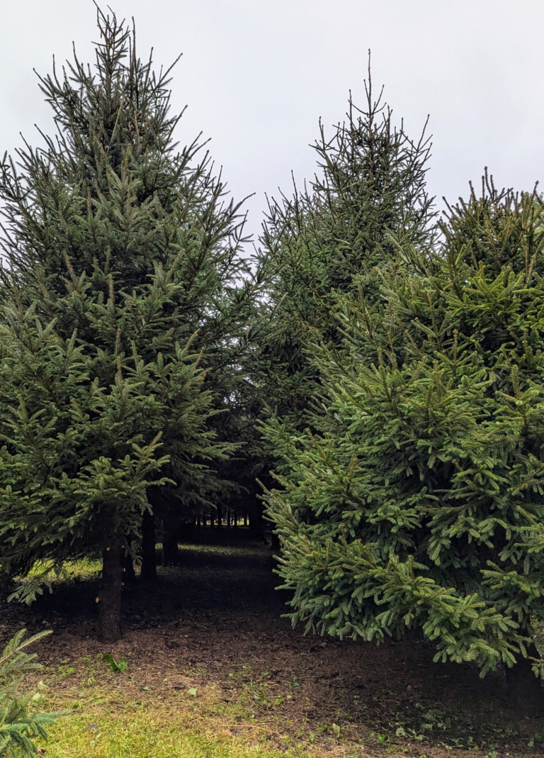 Pruning a Field of Christmas Trees - The Martha Stewart Blog