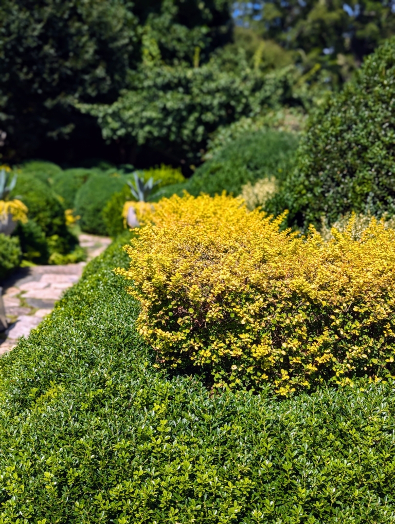 Grooming My Winter House Terrace Gardens - The Martha Stewart Blog