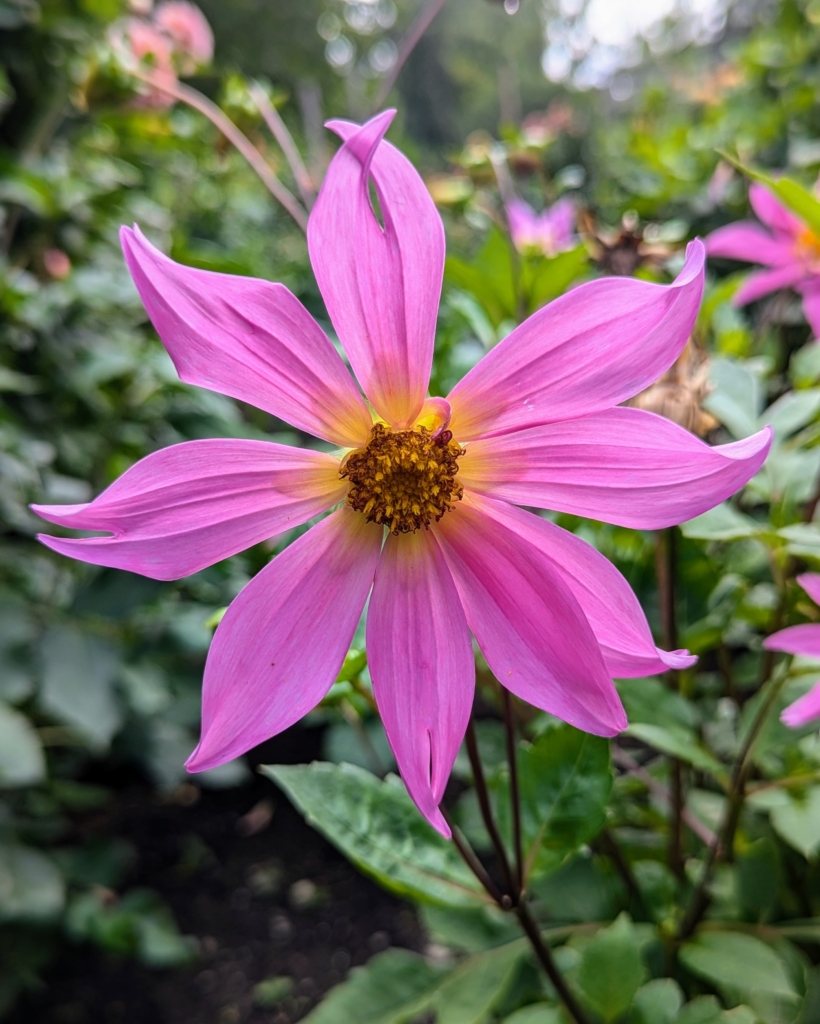 More Dahlias Blooming in My Garden - The Martha Stewart Blog