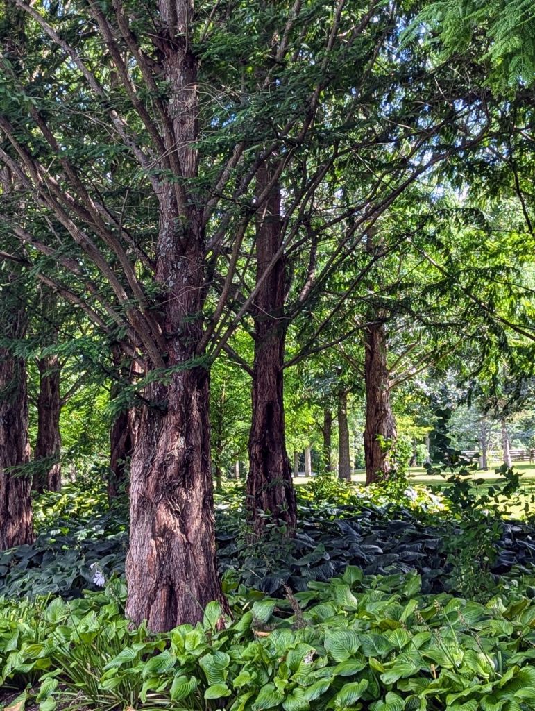 Trees Around My Farm - The Martha Stewart Blog