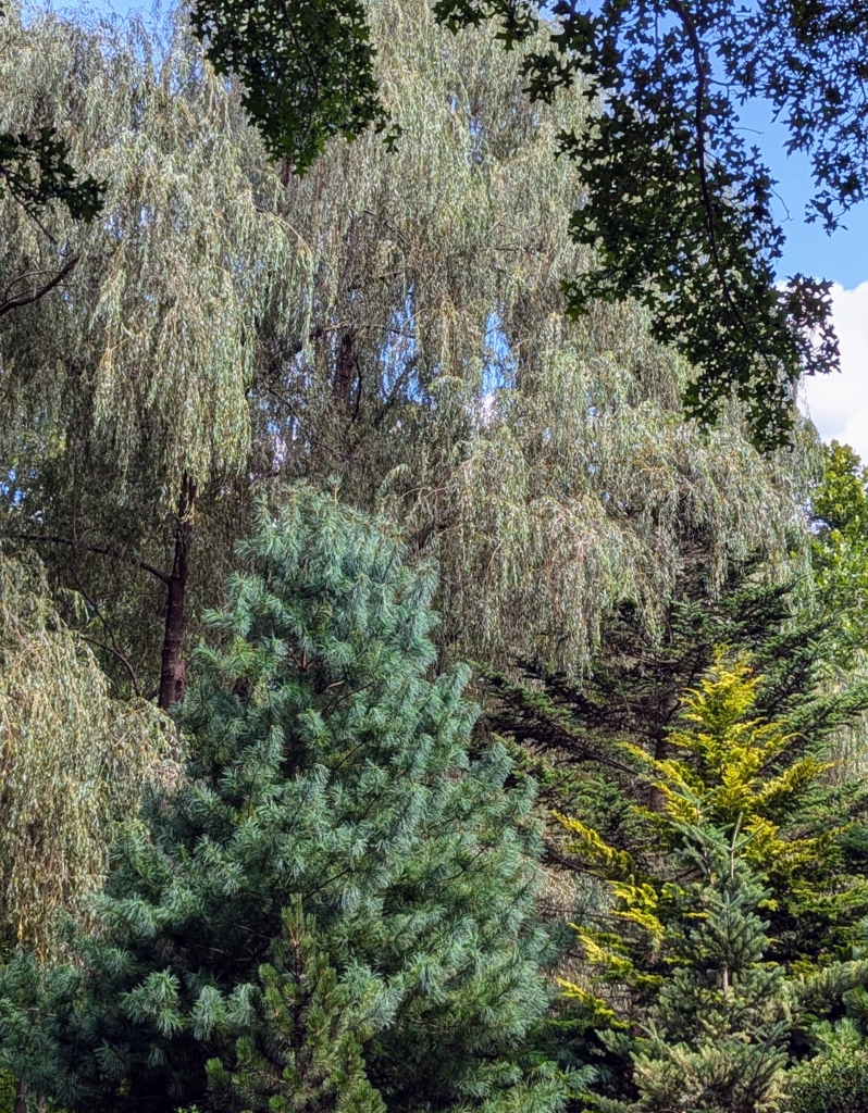 Trees Around My Farm - The Martha Stewart Blog