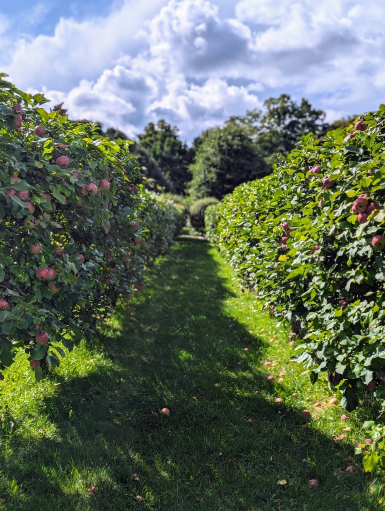 Trees Around My Farm - The Martha Stewart Blog