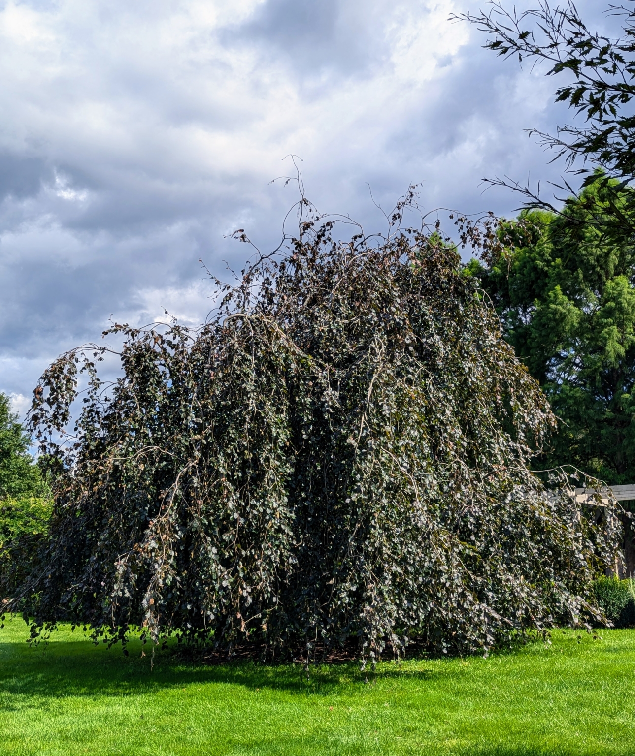 Trees Around My Farm - The Martha Stewart Blog