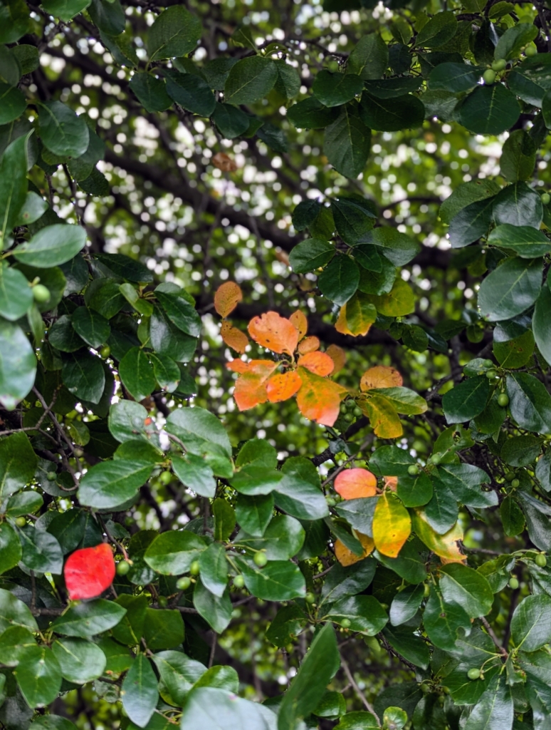 Trees Around My Farm - The Martha Stewart Blog
