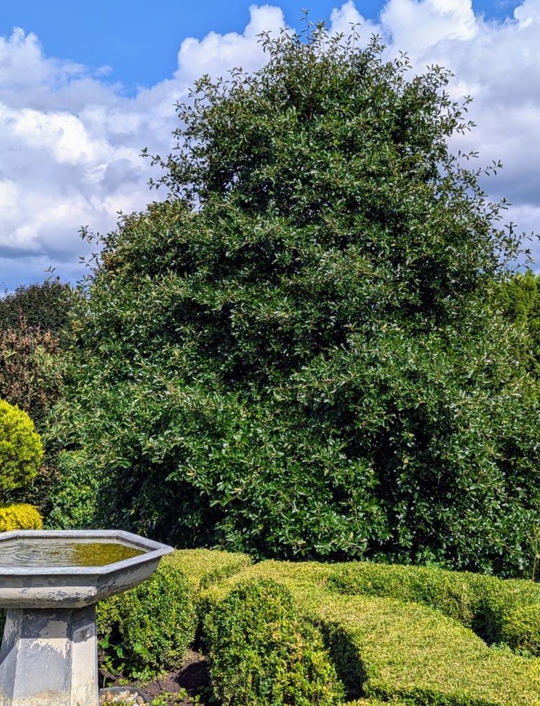 Trees Around My Farm - The Martha Stewart Blog