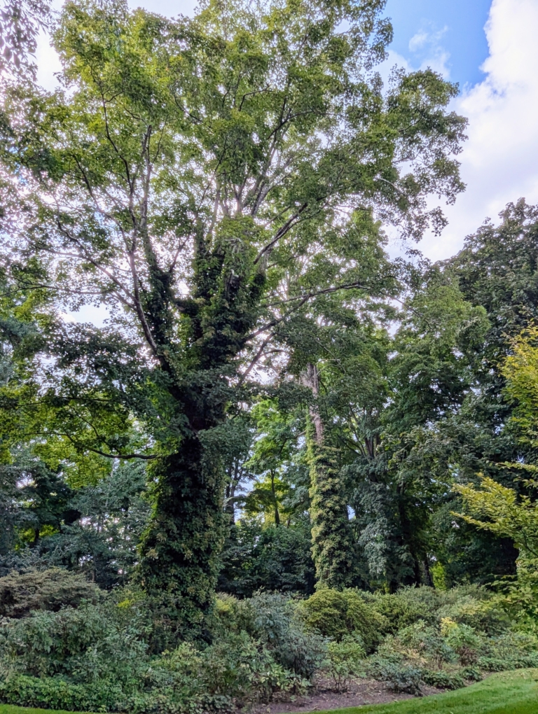 Trees Around My Farm - The Martha Stewart Blog