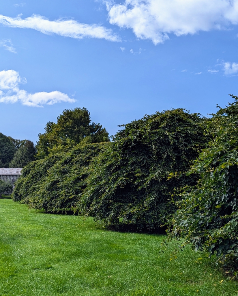 Trees Around My Farm - The Martha Stewart Blog