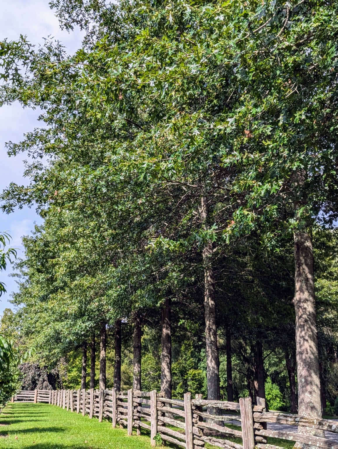 Trees Around My Farm - The Martha Stewart Blog