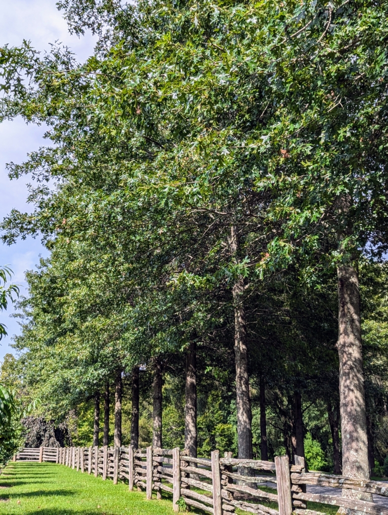 Trees Around My Farm - The Martha Stewart Blog