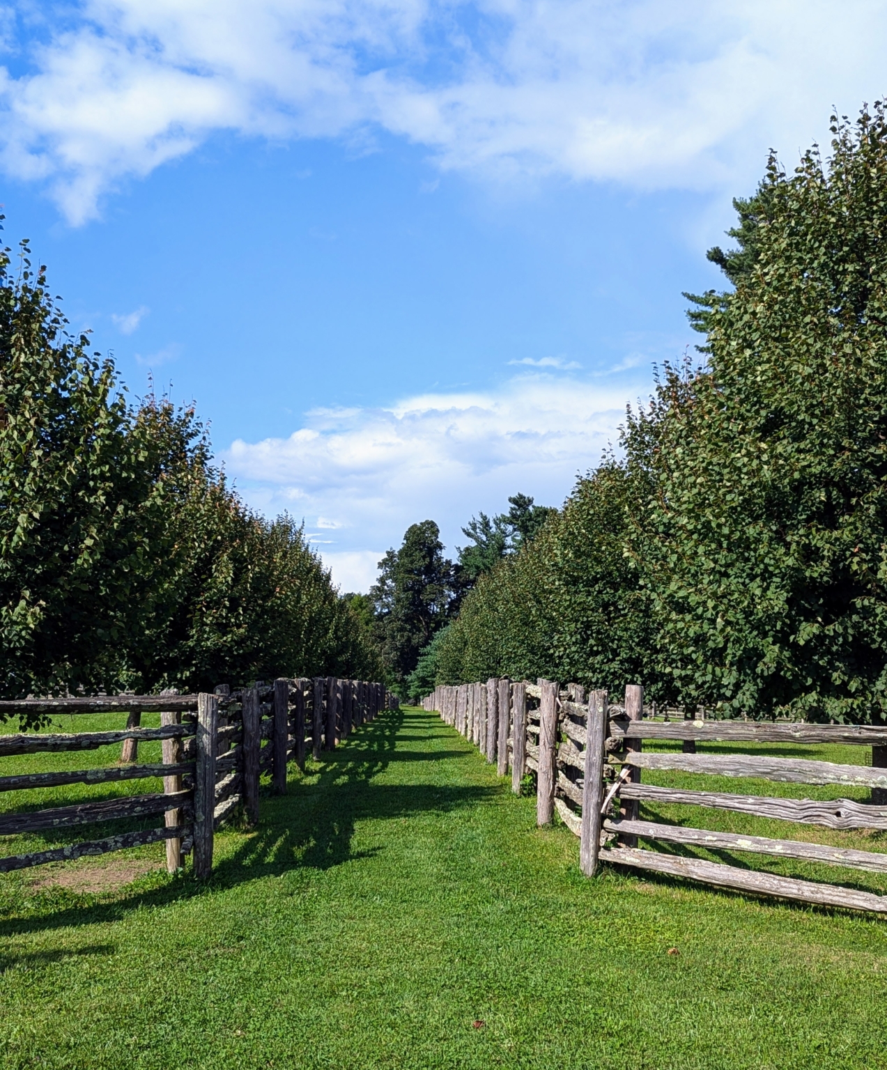 Trees Around My Farm - The Martha Stewart Blog