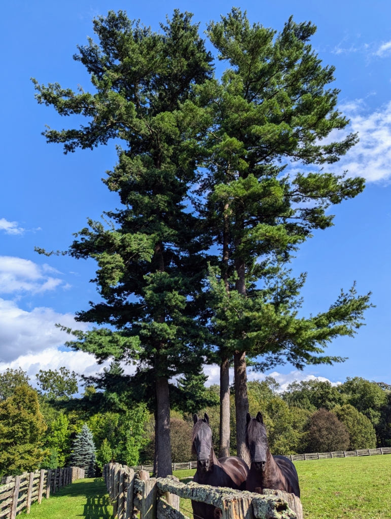 Trees Around My Farm - The Martha Stewart Blog