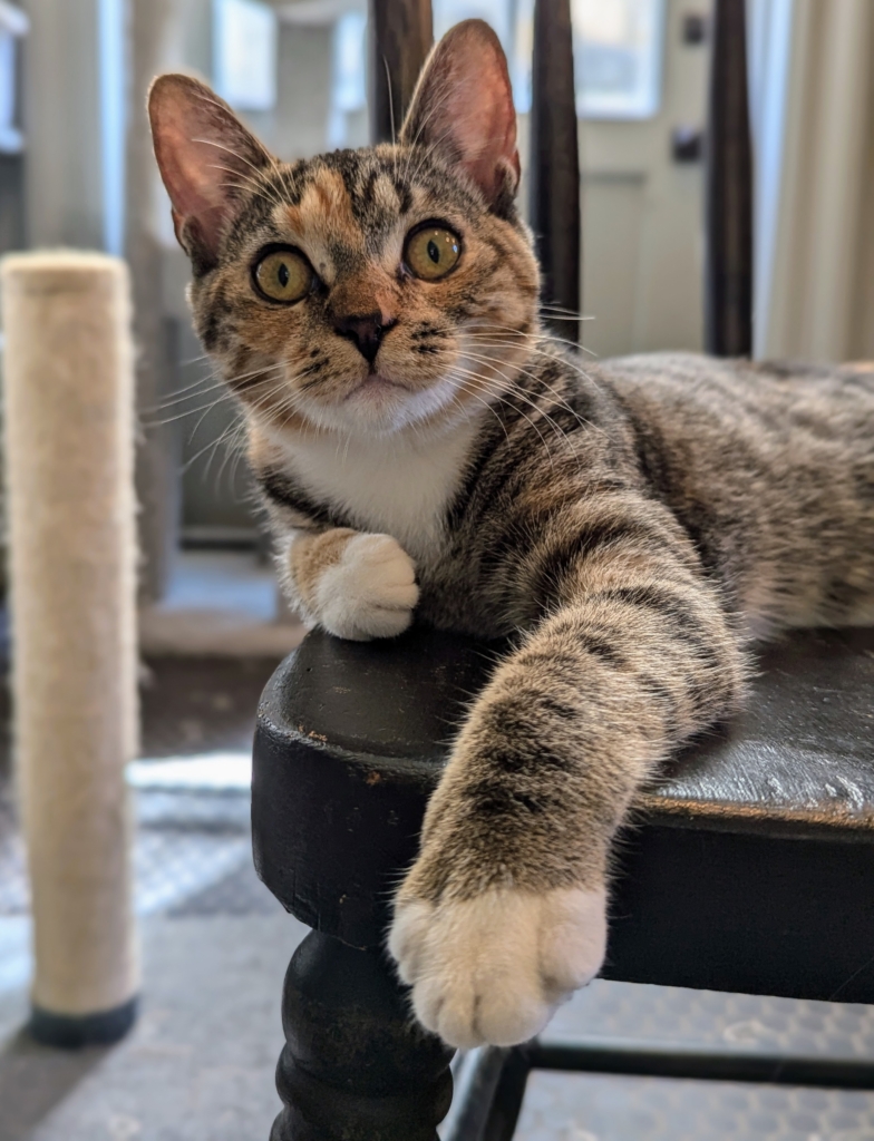 My Kittens, Cinco and Mayo - The Martha Stewart Blog