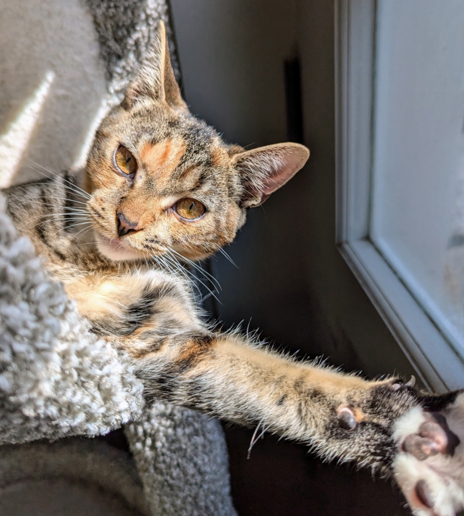 My Kittens, Cinco and Mayo - The Martha Stewart Blog