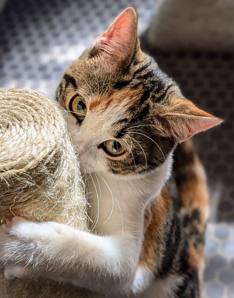 The Martha Stewart Blog : Blog Archive My Kittens, Cinco and Mayo - The ...