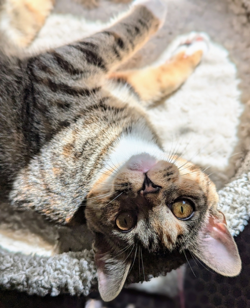 My Kittens, Cinco and Mayo - The Martha Stewart Blog