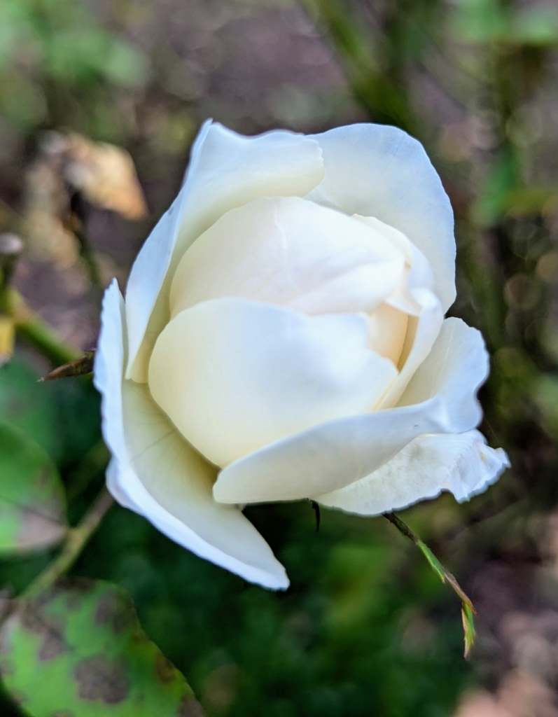 Maintaining My Formal Rose Garden - The Martha Stewart Blog