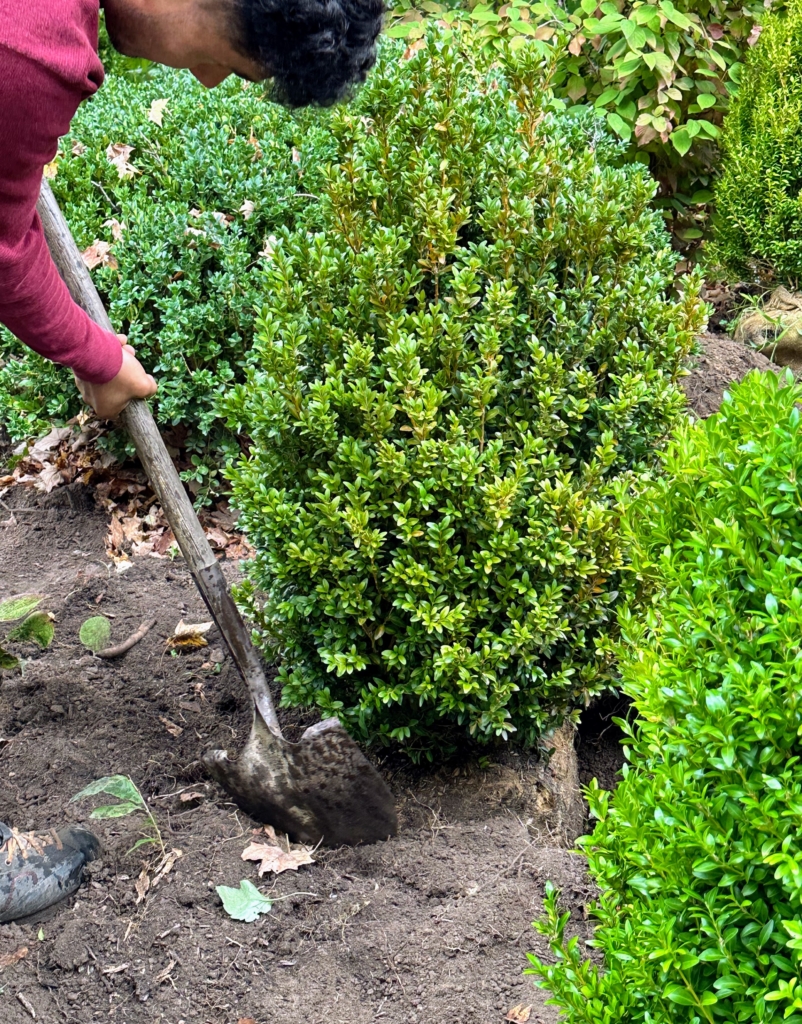Adding Boxwood to a Garden Bed, Part II - The Martha Stewart Blog