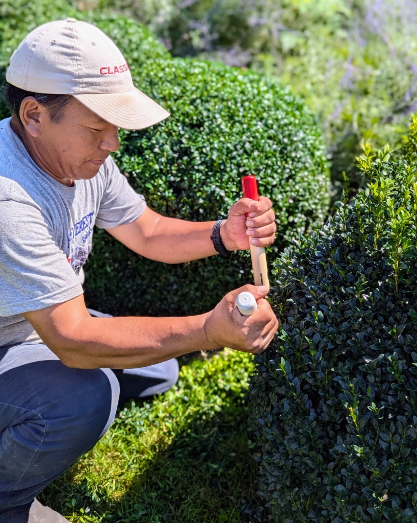The Martha Stewart Blog : Blog Archive Grooming My Pergola Boxwood ...